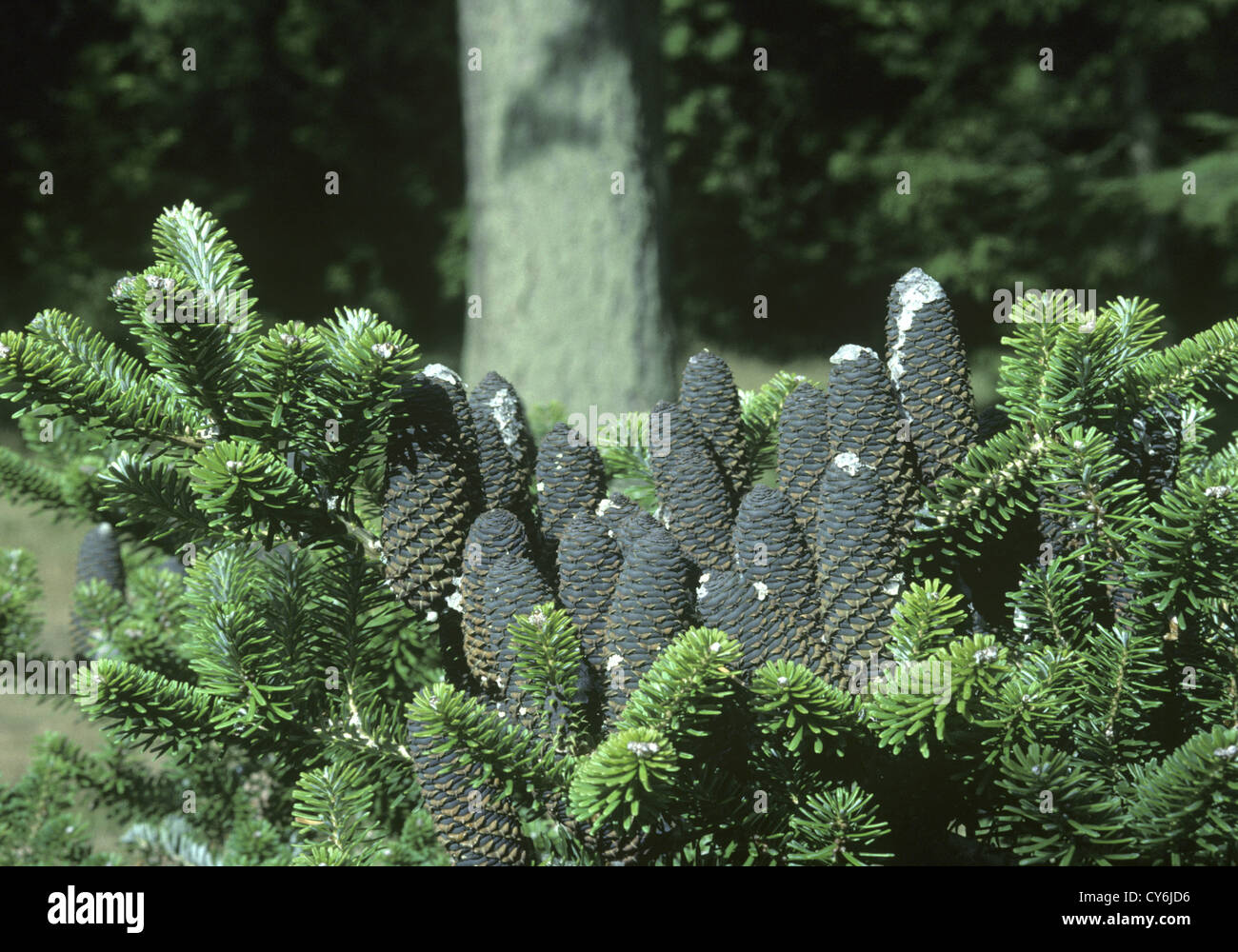 Pacific Silver Fir (Beautiful Fir) Abies amabilis (Pinaceae Stock Photo ...