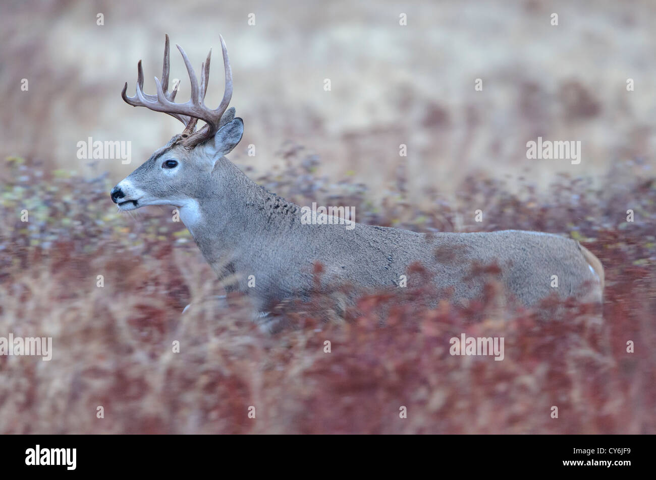 White Tailed Buck Running High Resolution Stock Photography and Images ...
