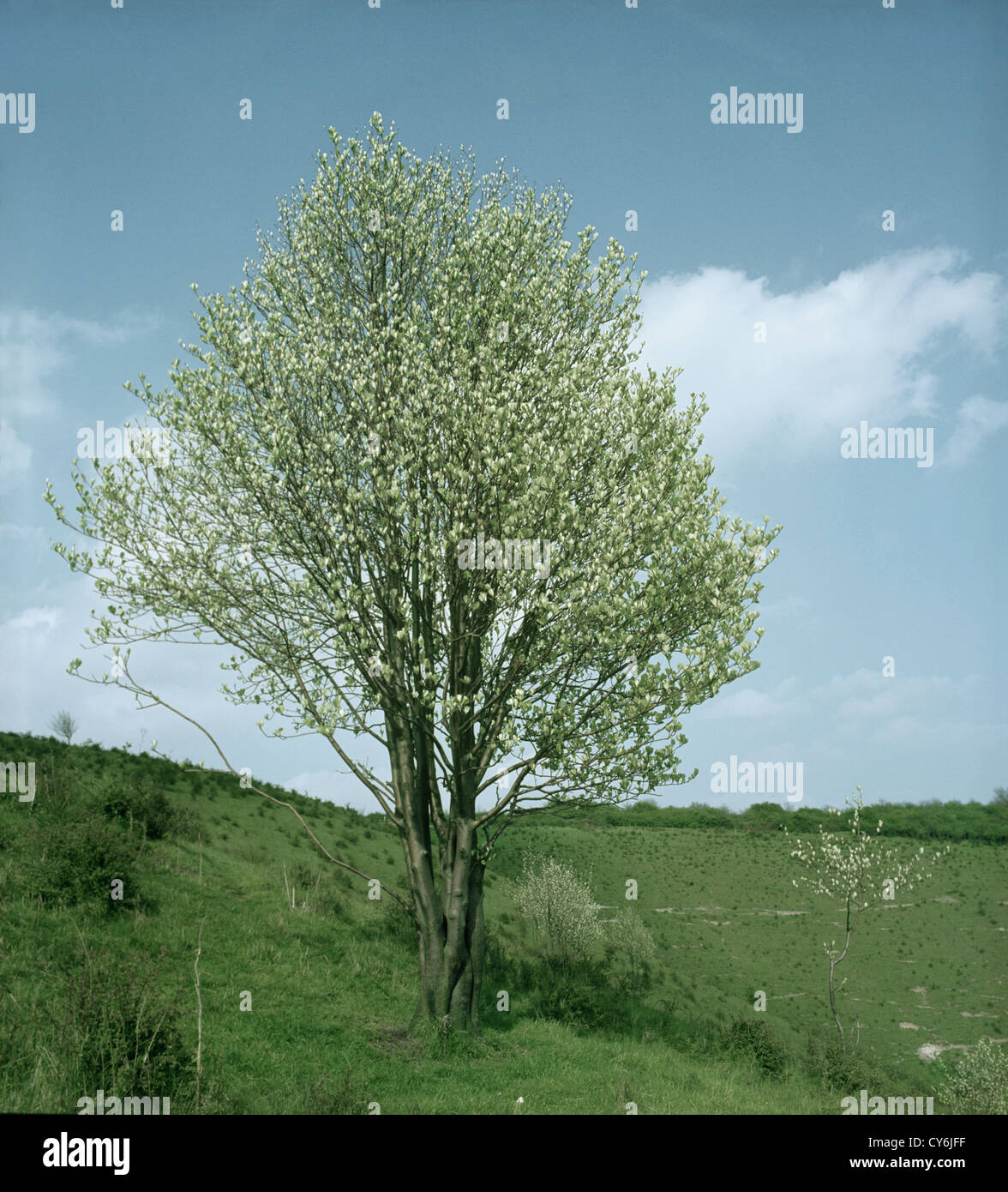 Common Whitebeam Sorbus aria Rosaceae Stock Photo - Alamy