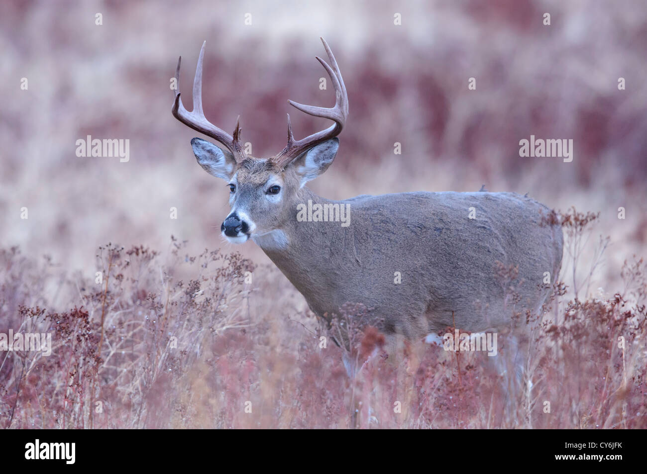 Four point buck hi-res stock photography and images - Alamy