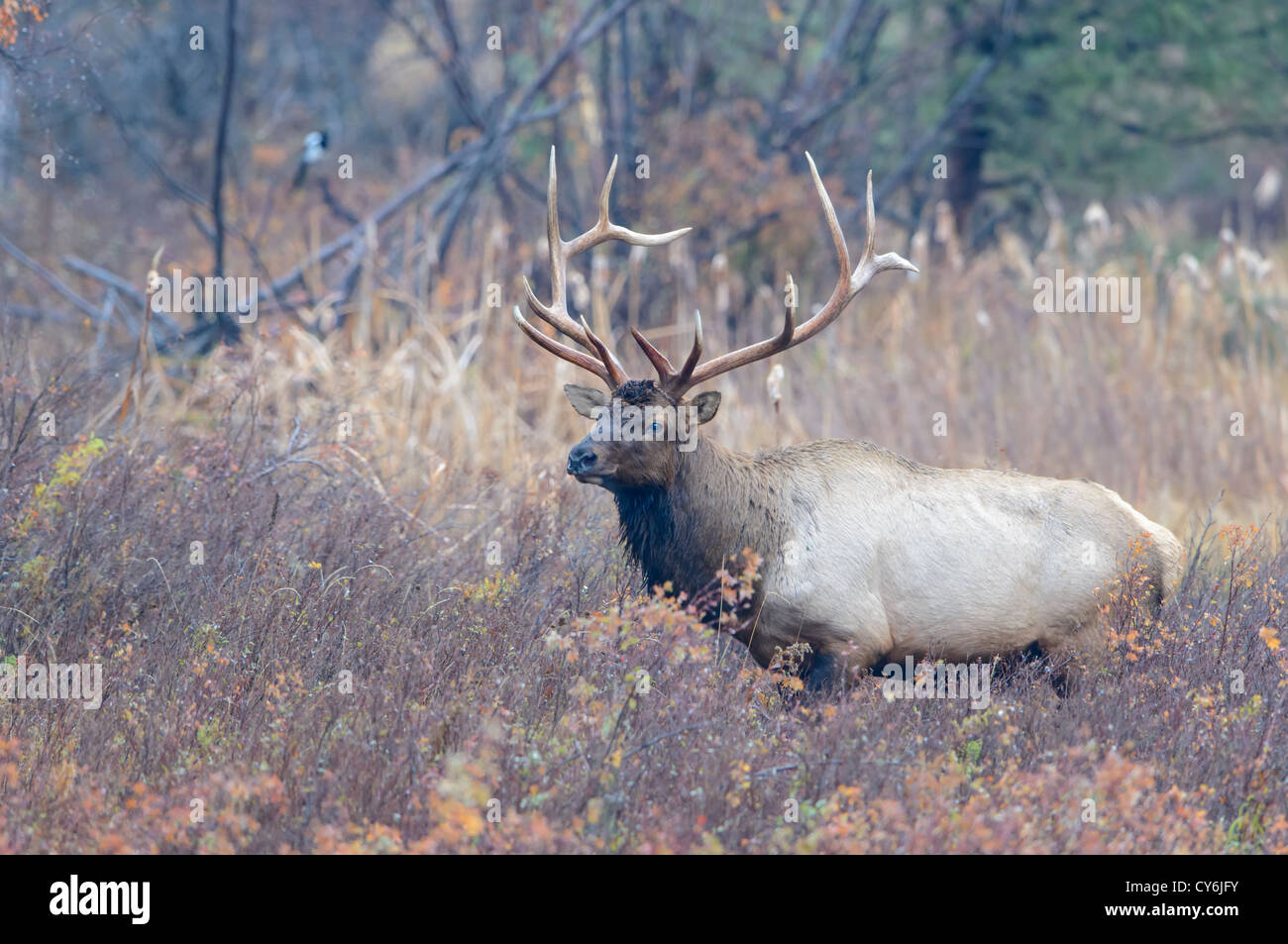 Bull Elk in Fall Foliage - Cervus elaphus - Western Montana Stock Photo ...
