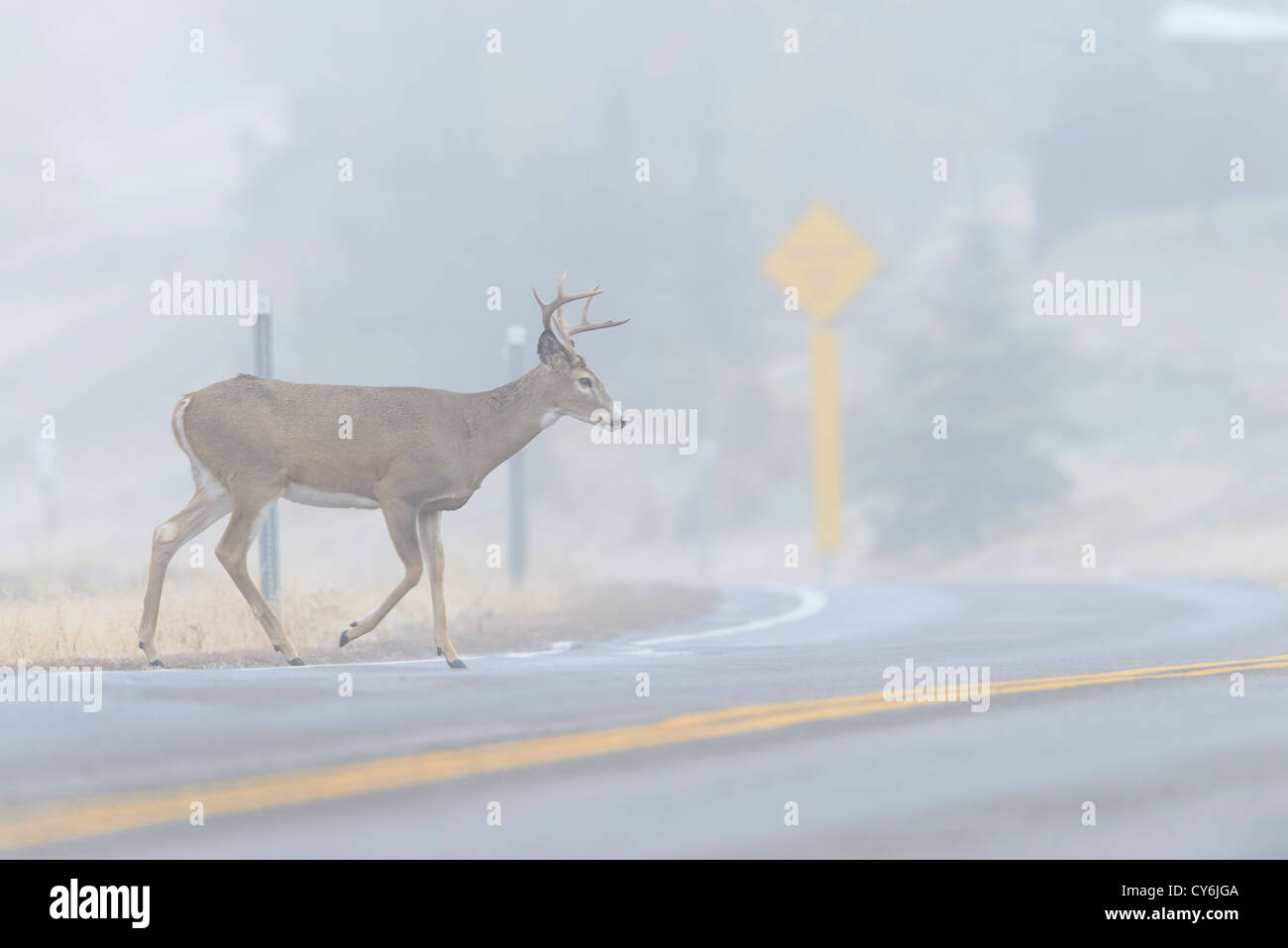 White-tailed Buck Crossing the Road - Odocoileus virginianus - Missoula ...