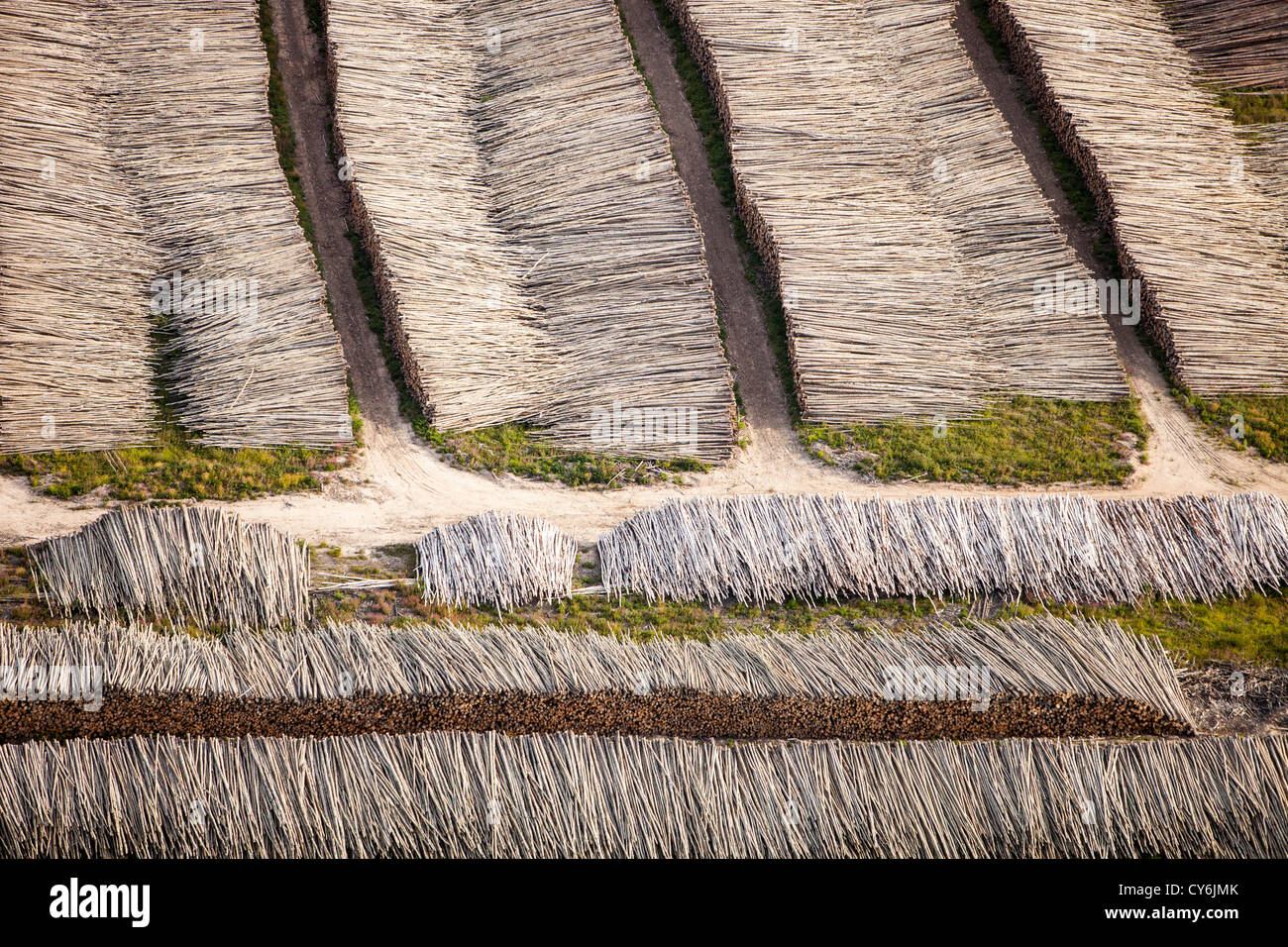 Boreal forest trees clear felled to make way for a new tar sands mine ...
