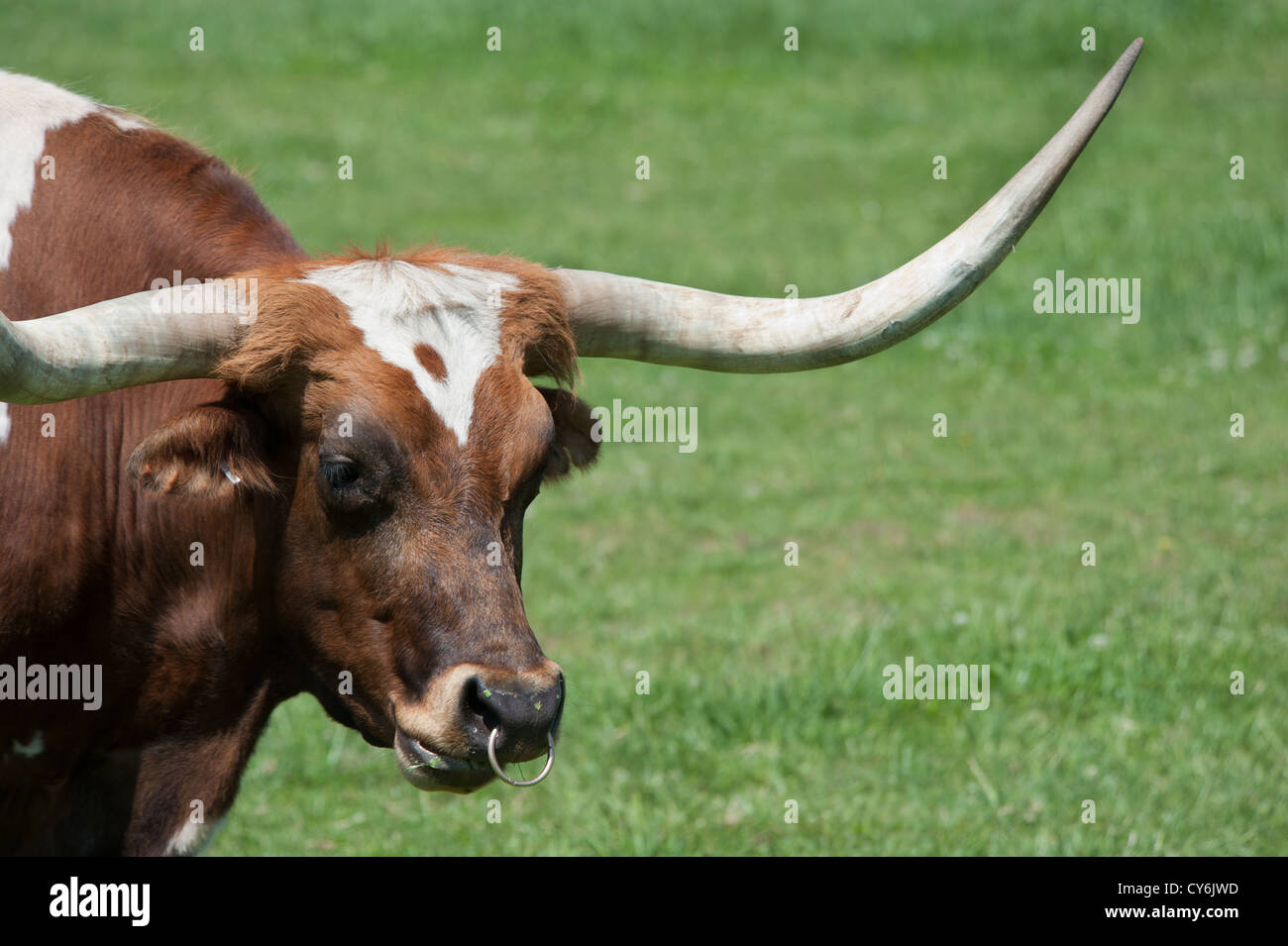 A Texas longhorn in a green field Stock Photo - Alamy