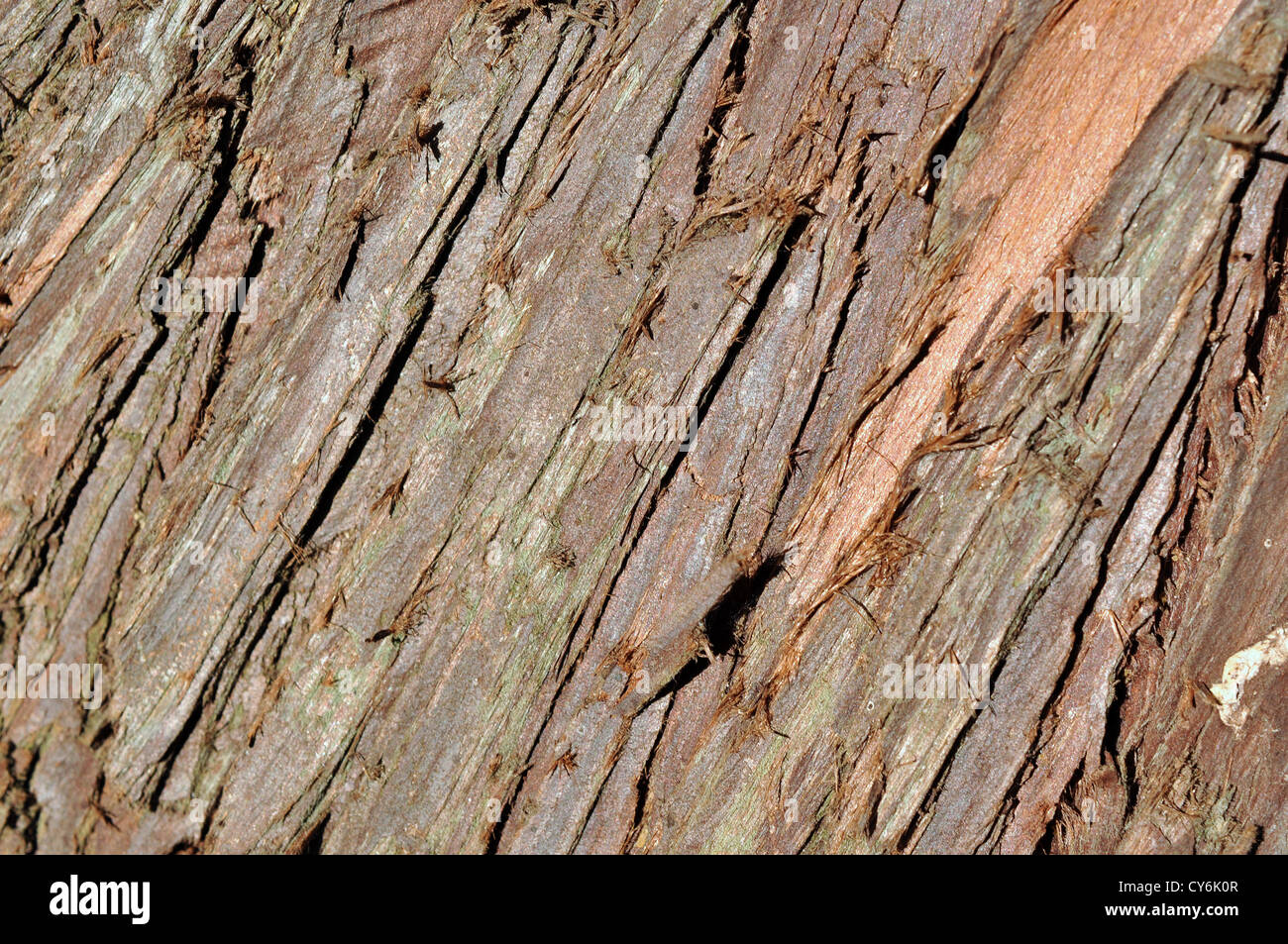 Details tree hi-res stock photography and images - Alamy