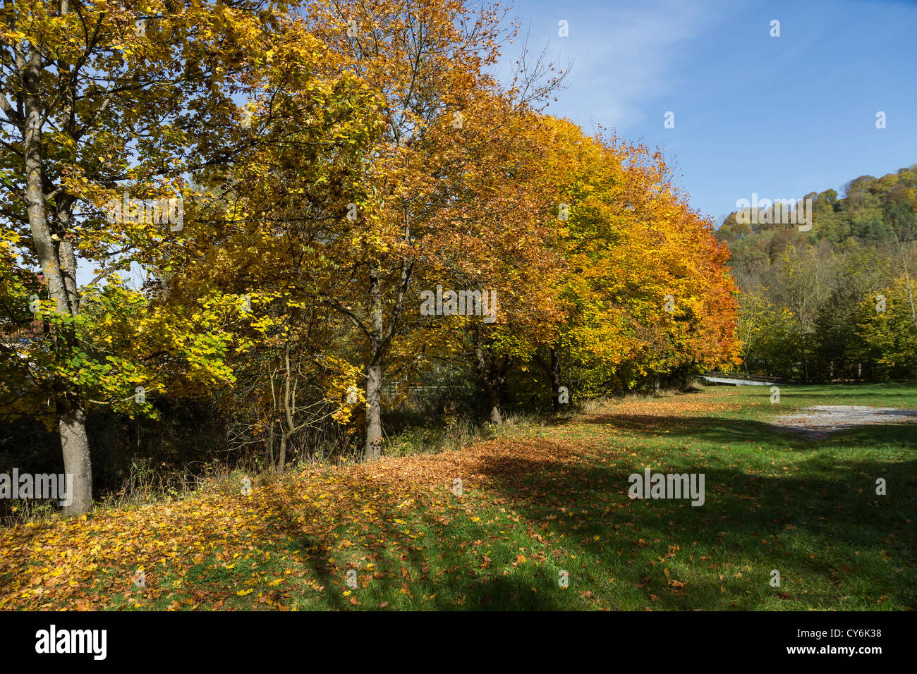Row of trees in autumn hi-res stock photography and images - Alamy