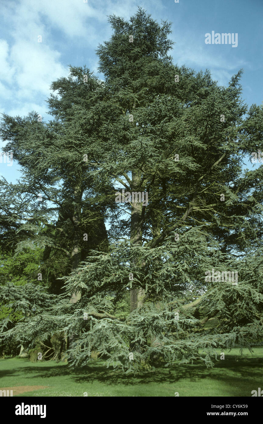 Atlas Cedar Cedrus atlantica (Pinaceae Stock Photo - Alamy