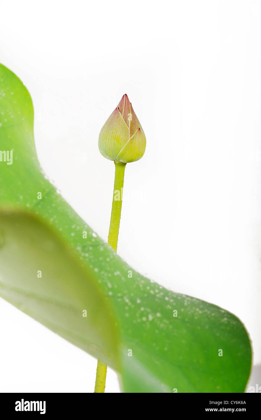 Lotus Stalk High Resolution Stock Photography and Images - Alamy