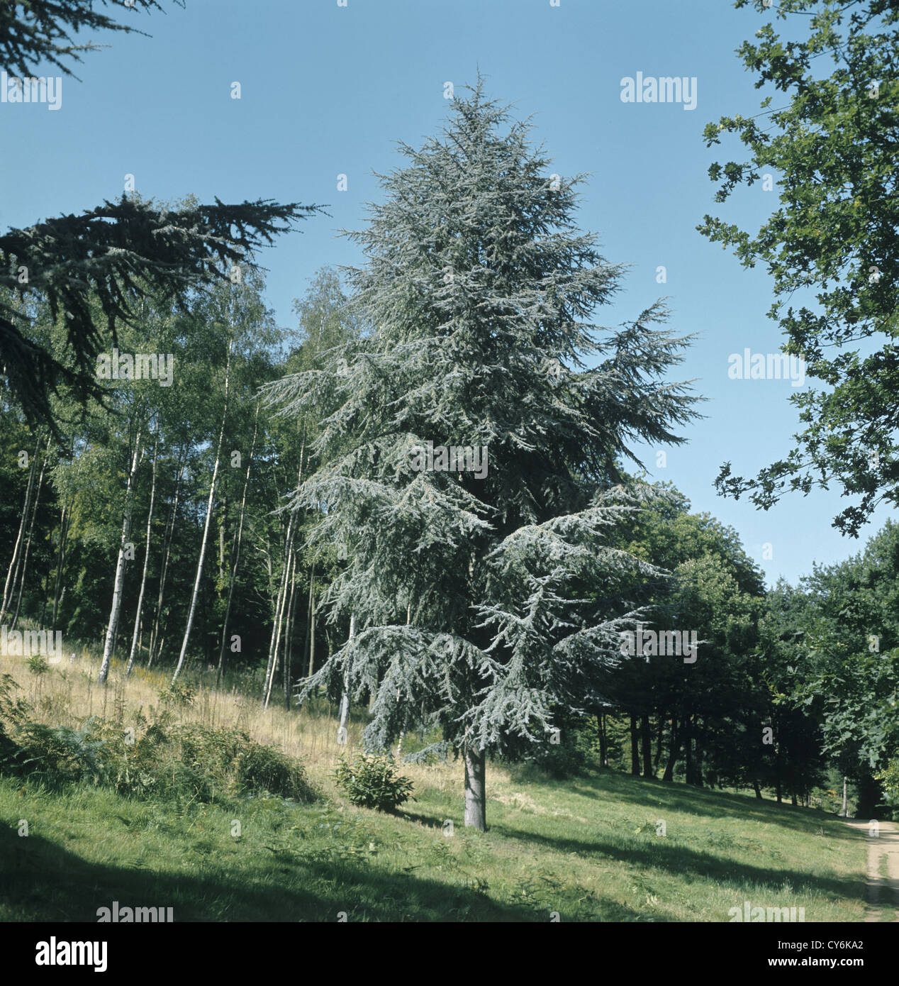 European Silver Fir Abies alba (Pinaceae Stock Photo - Alamy