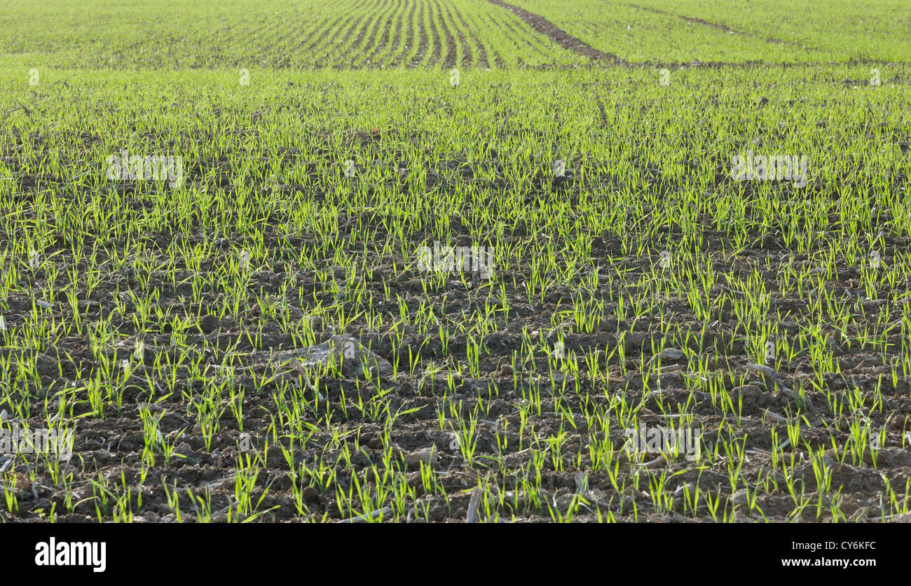 field of seedlings of cereals to soft green Stock Photo - Alamy