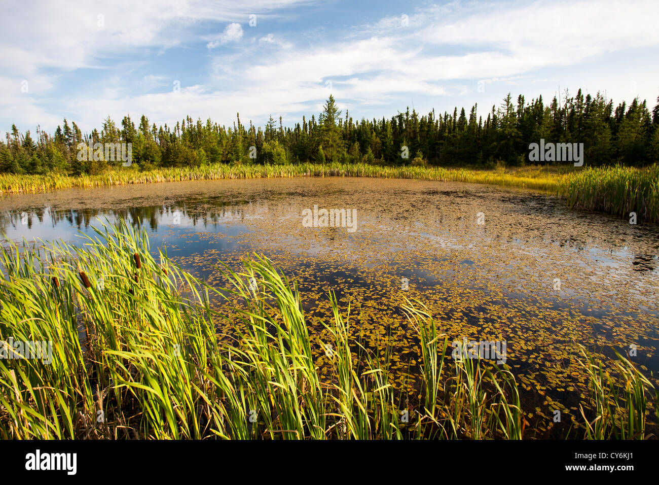 Boreal forest and Muskeg in Northern Alberta, Canada near Fort McMurray ...