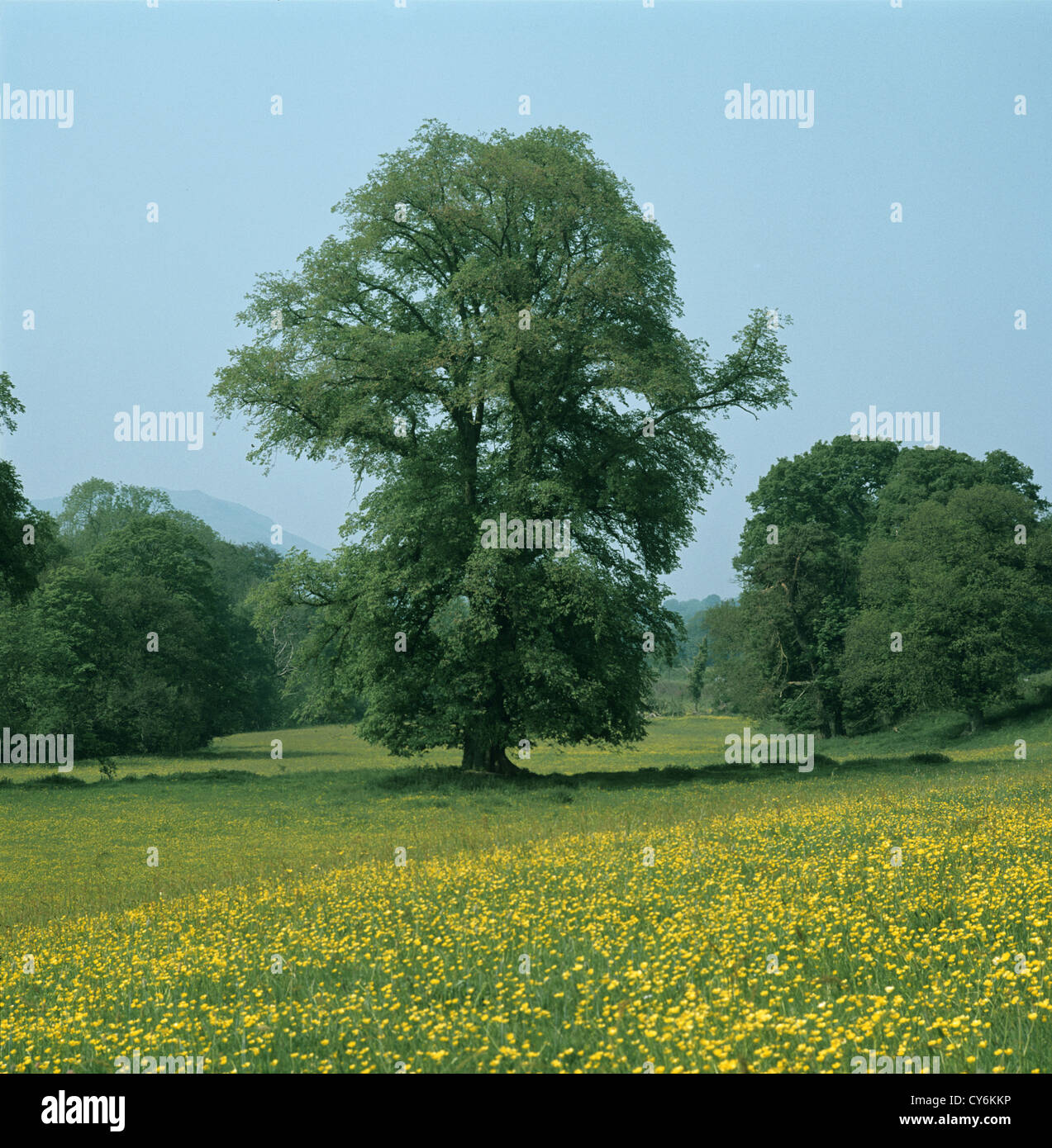English elm tree field hi-res stock photography and images - Alamy