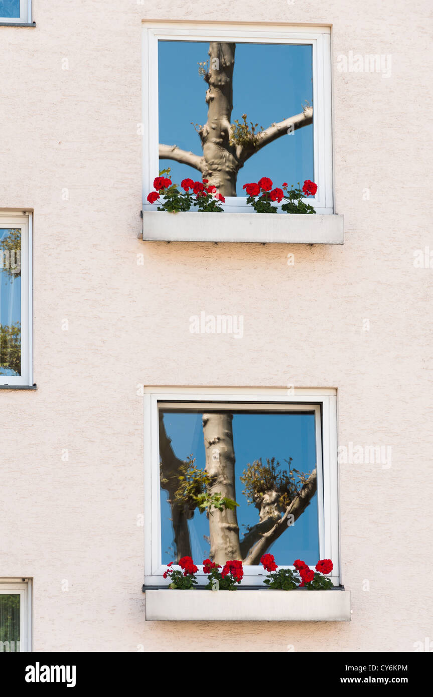 Reflections of trees in the windows of a house Stock Photo - Alamy