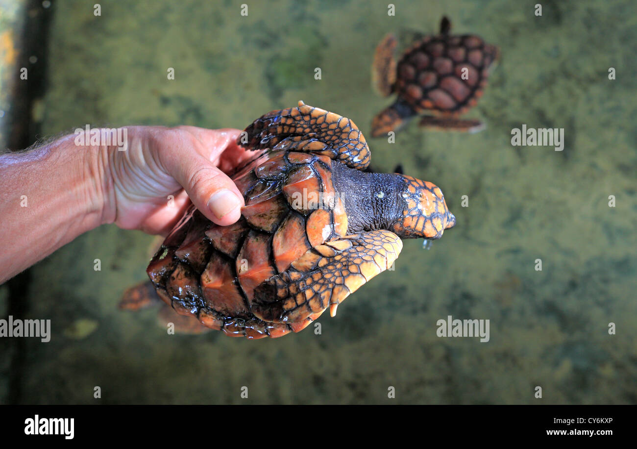 Man holding juvenile loggerhead turtle at Koggala Habaraduwa turtle ...
