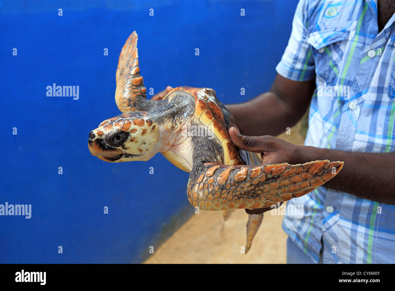 Man holds adult loggerhead turtle at Koggala Habaraduwa turtle hatchery ...