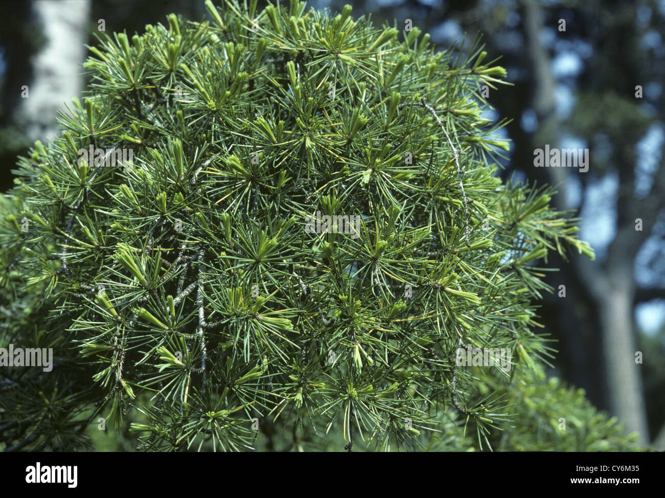 Deodar Cedrus deodara (Pinaceae Stock Photo - Alamy