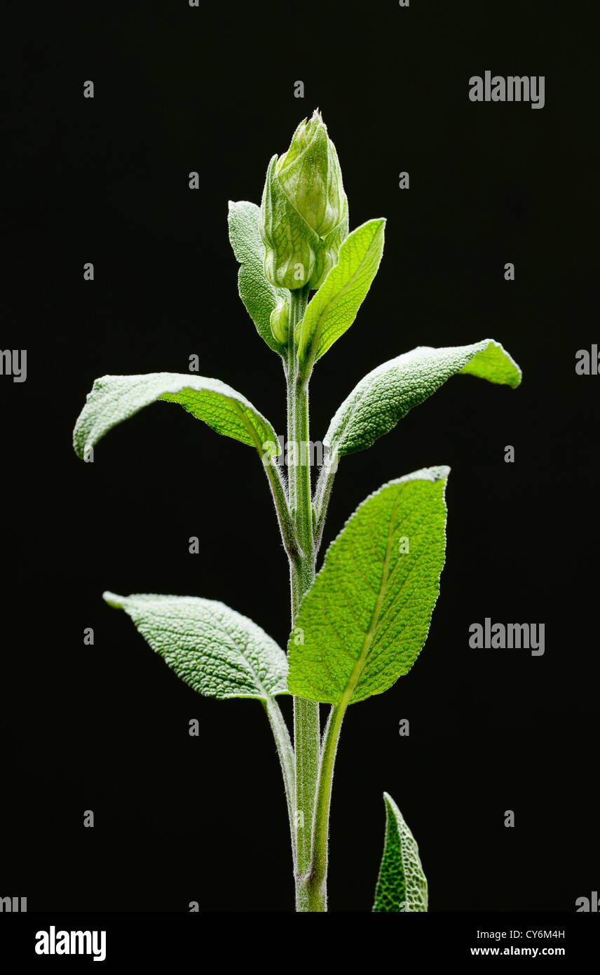 Sage bud hi-res stock photography and images - Alamy