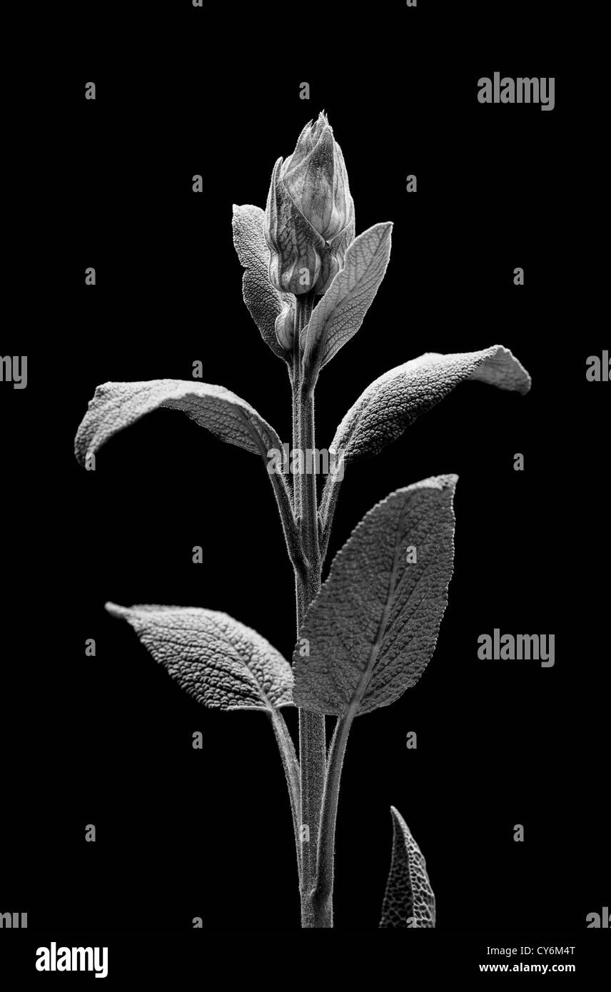Sage bud close-up. Black and white version Stock Photo - Alamy