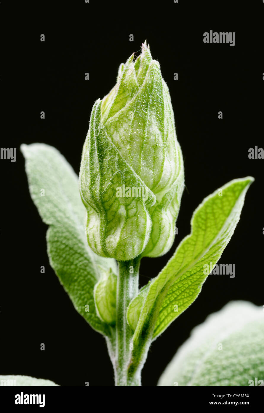 Sage bud close-up Stock Photo - Alamy
