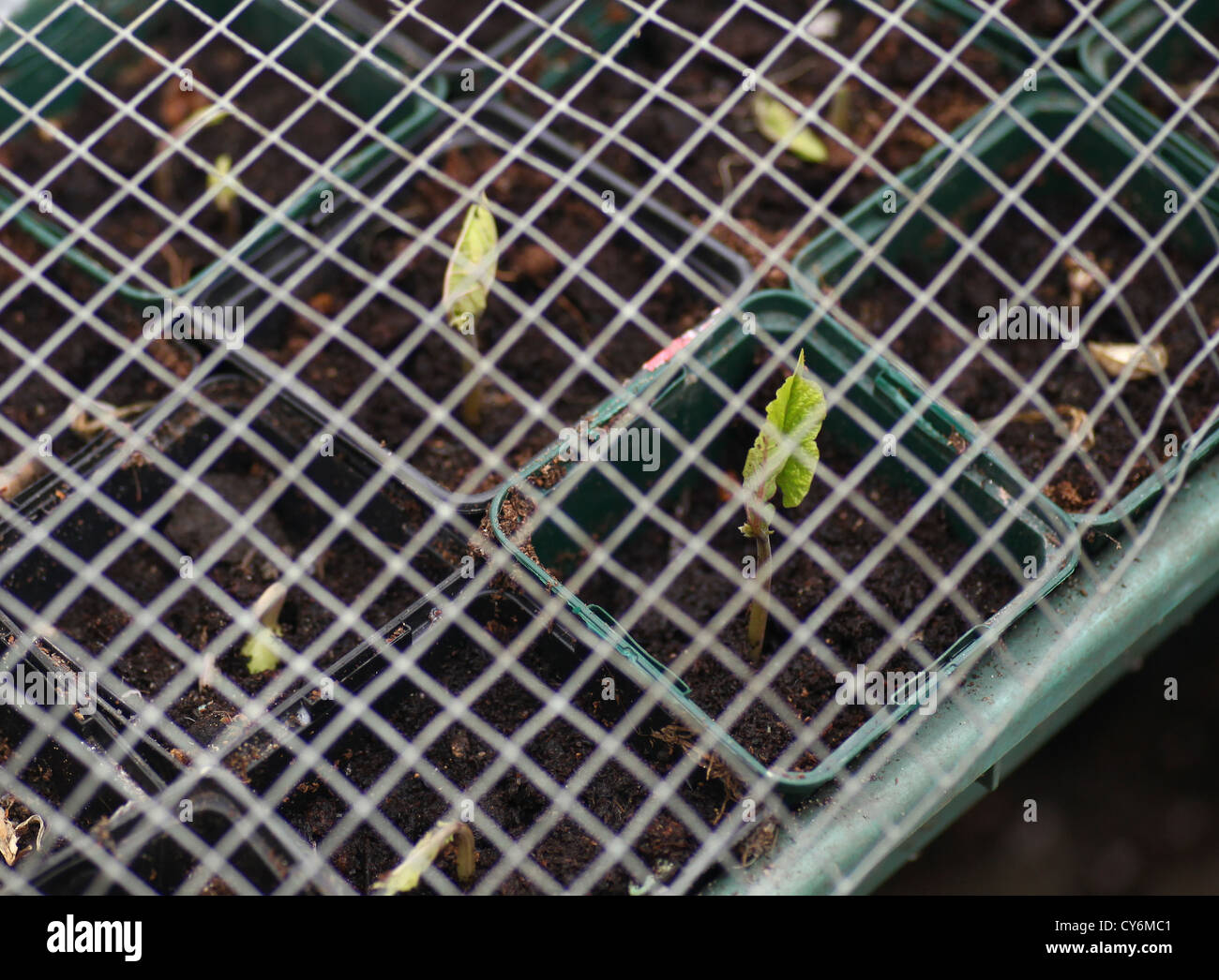 Runner Bean seedlings being protected by wire mesh Stock Photo - Alamy