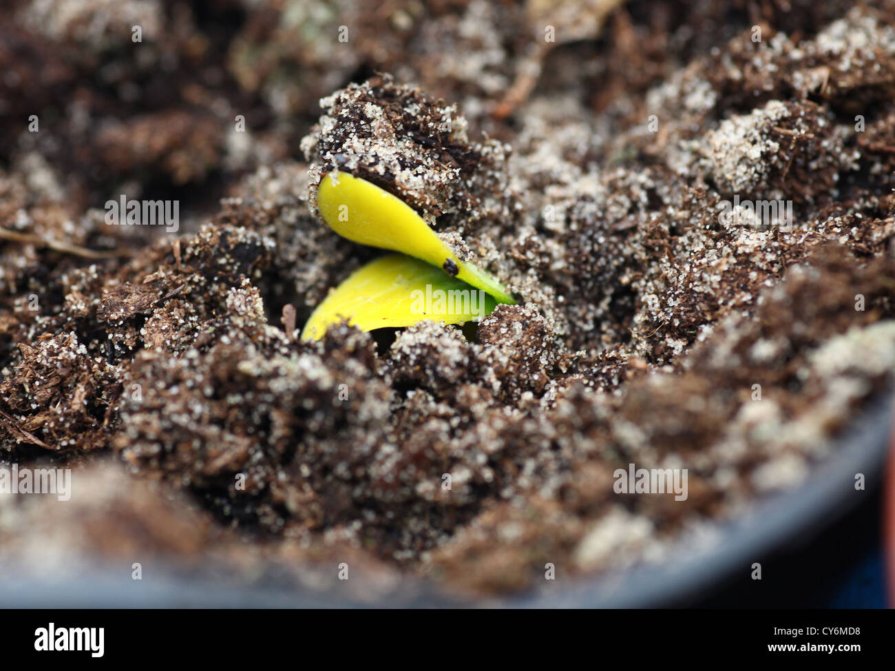 A young Courgette seedling emerging from the compost Stock Photo - Alamy