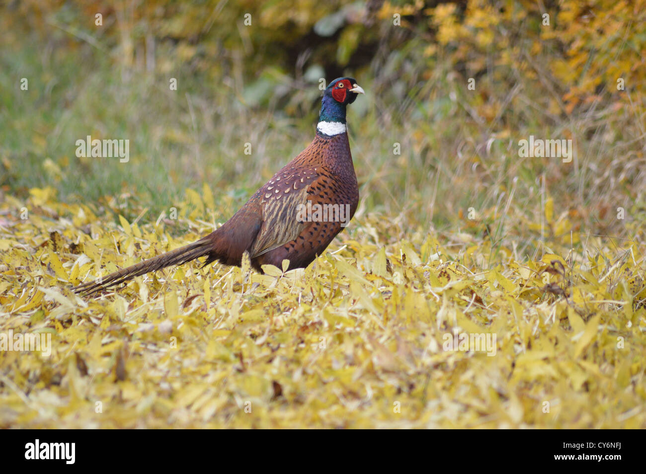 Cock Pheasant running through the leaves on a country farm lane in ...