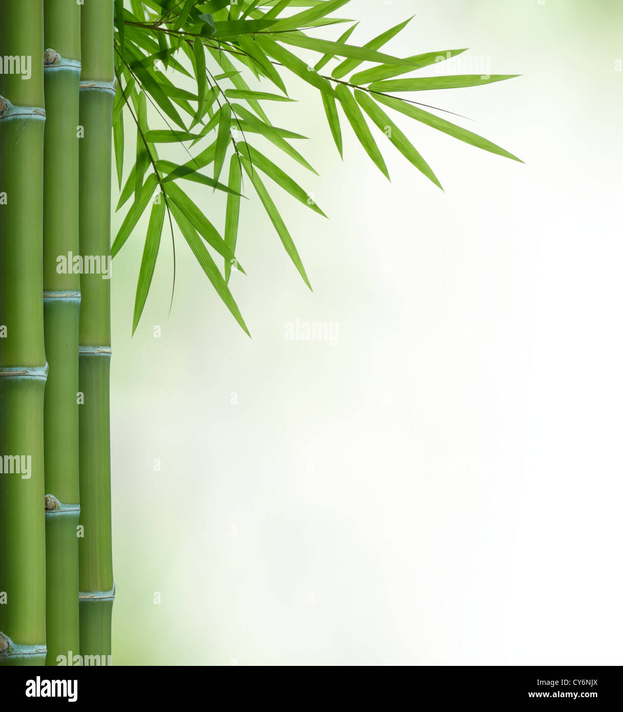 bunch of bamboo with leaves with copy space Stock Photo - Alamy