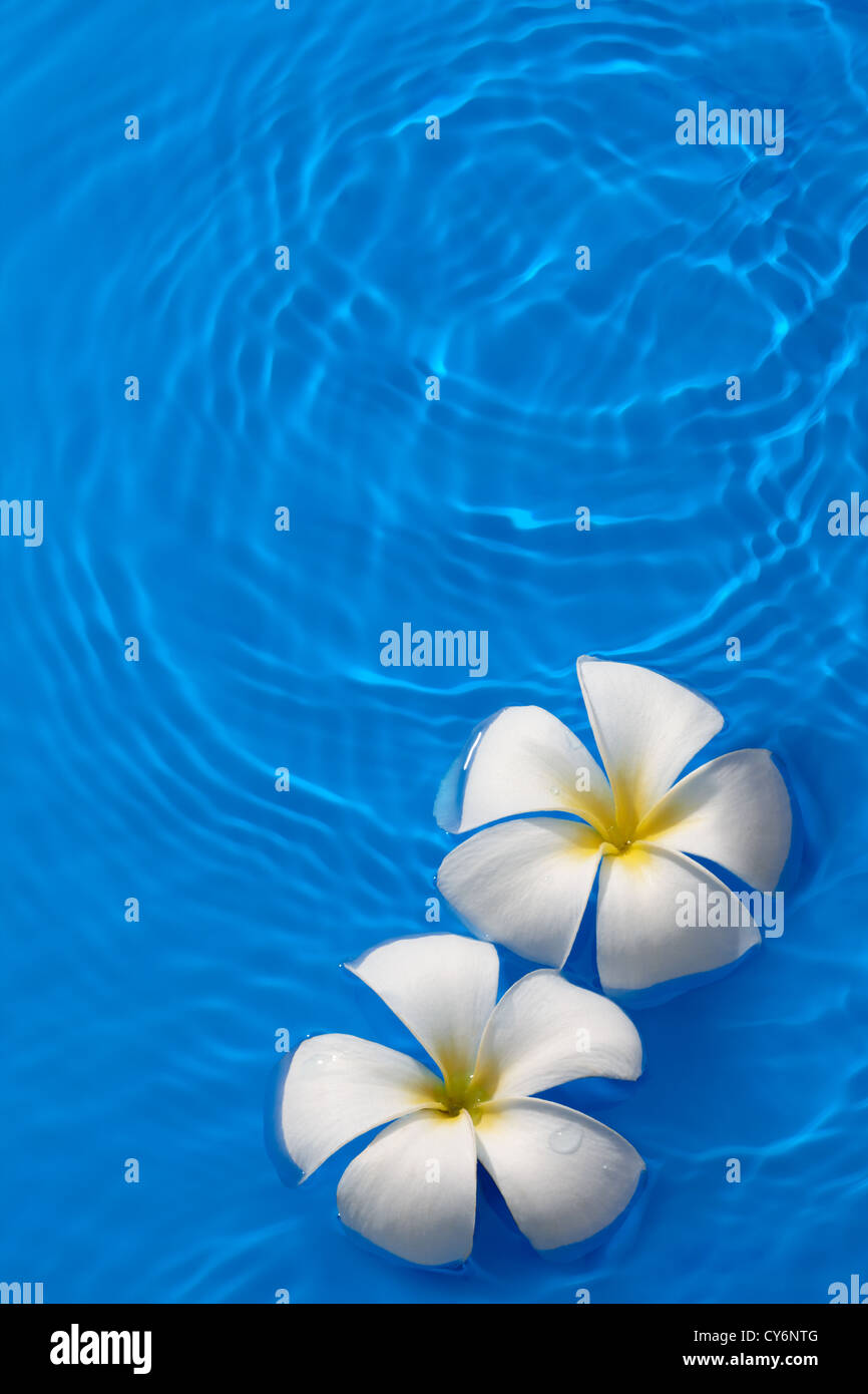 tropical flower plumeria floating on blue water Stock Photo - Alamy