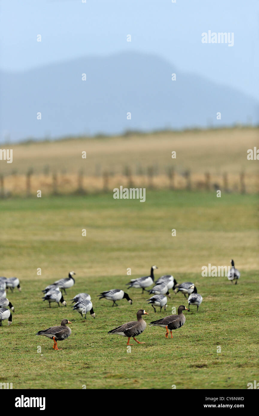 Barnacle geese hi-res stock photography and images - Alamy