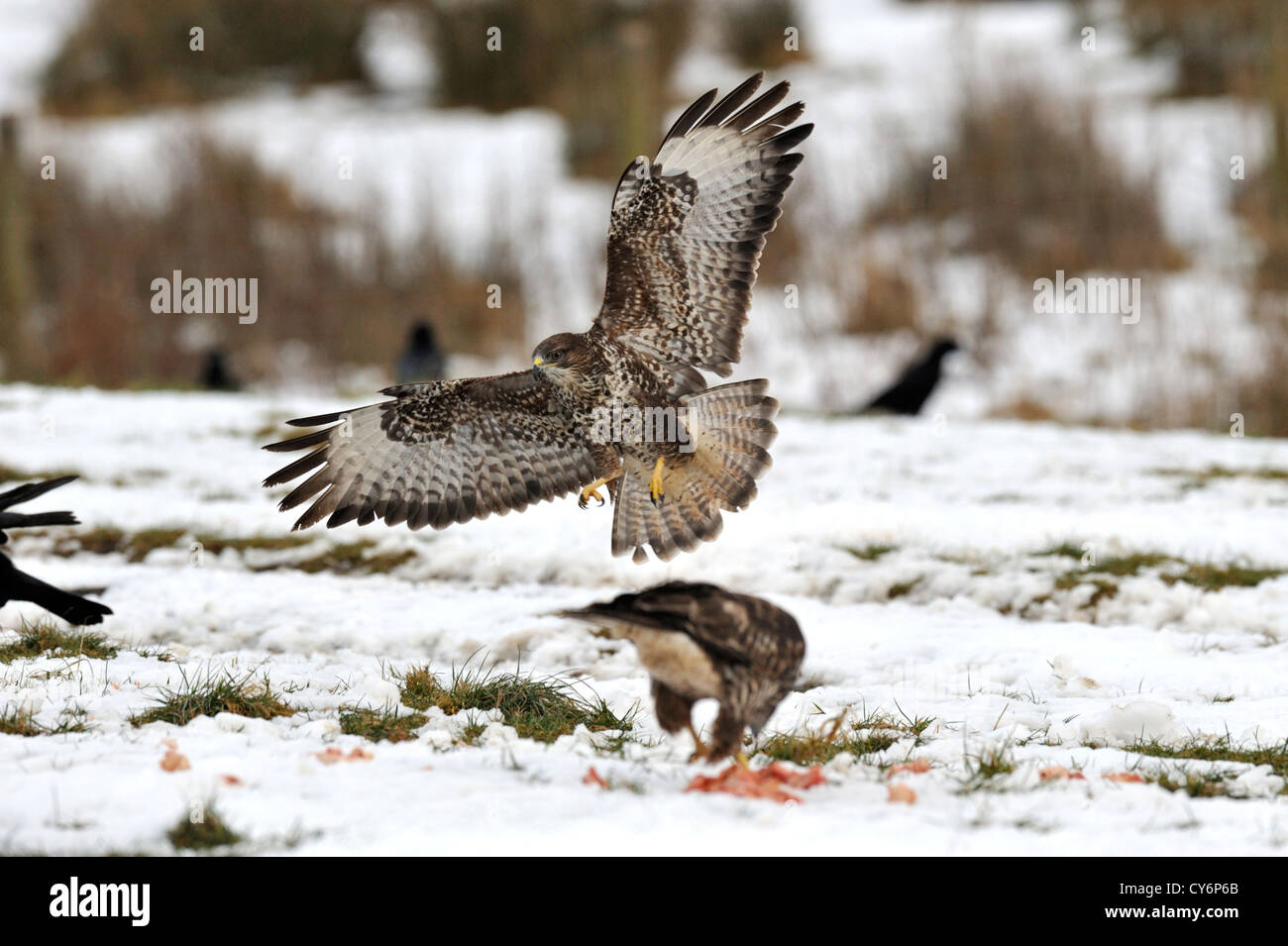 Wild buzzard uk hi-res stock photography and images - Alamy