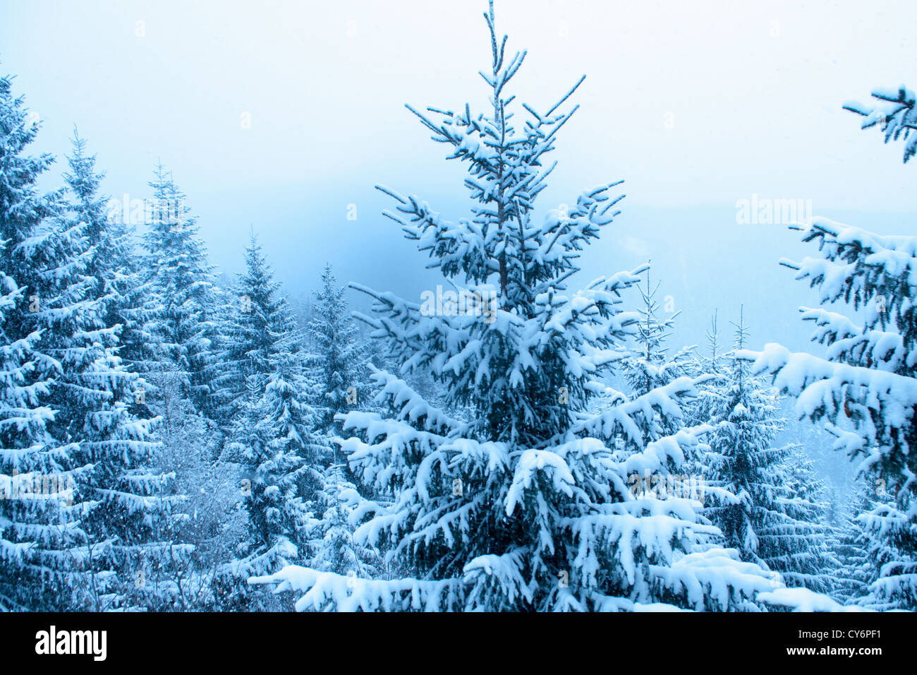 Heavy fir hi-res stock photography and images - Alamy
