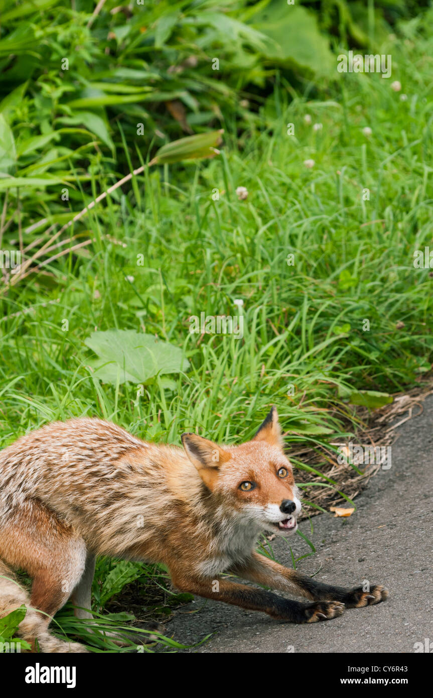 red fox ready to jump with green grass behind; focus on fox Stock Photo ...