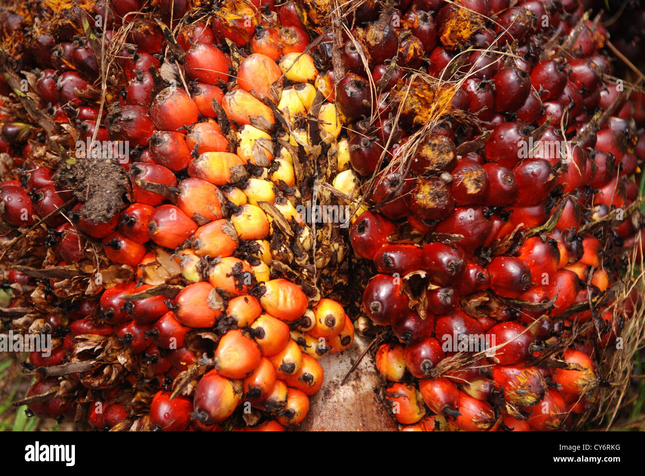 Palm seed hi-res stock photography and images - Alamy