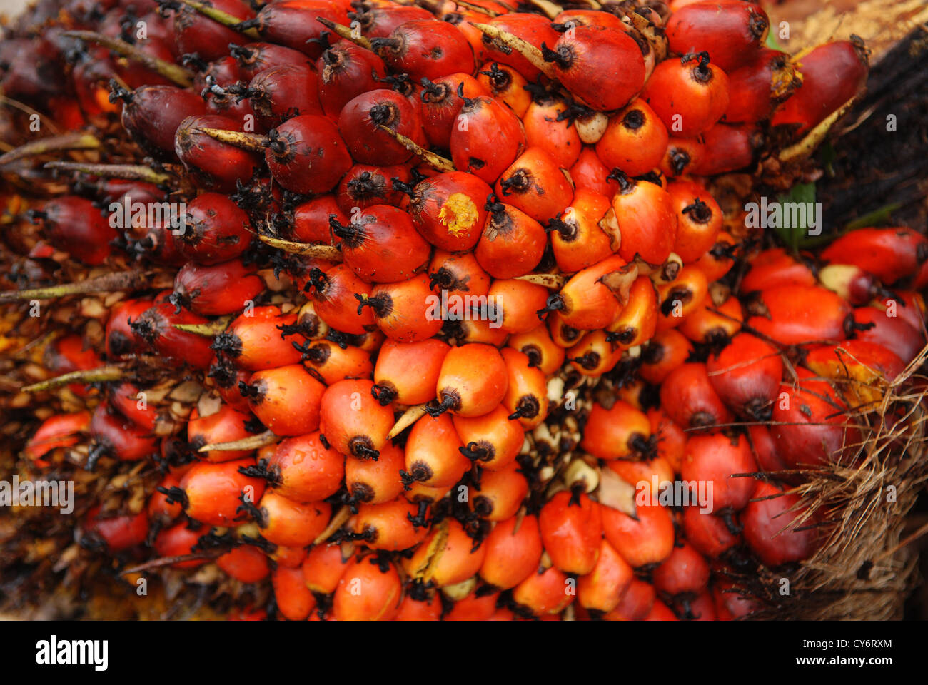 Palm seed hi-res stock photography and images - Alamy