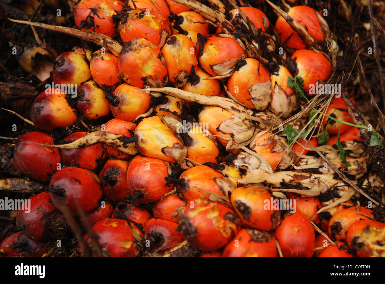 Palm oil farm hi-res stock photography and images - Alamy