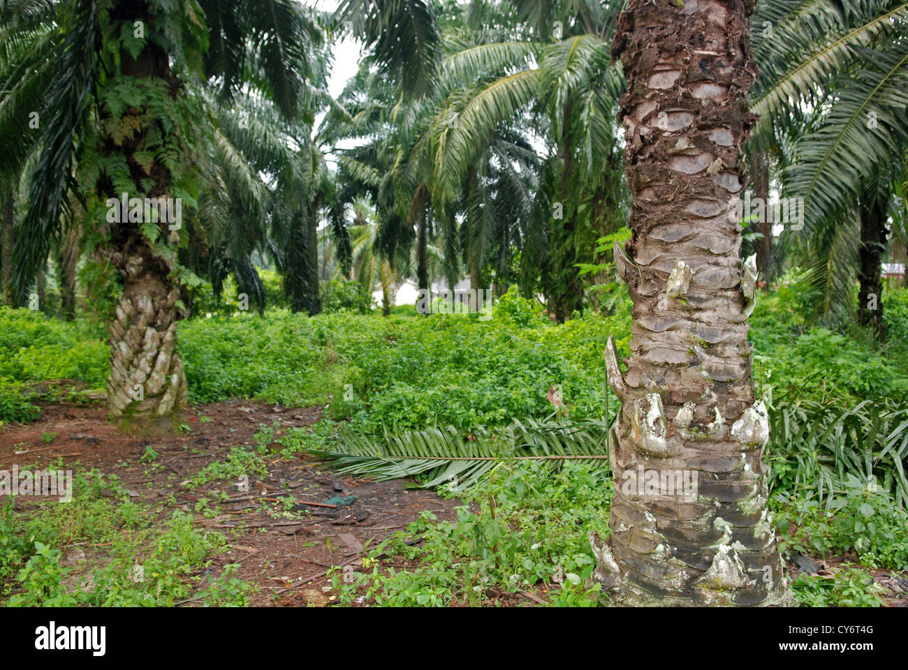 palm tree plantation in the farms Stock Photo - Alamy