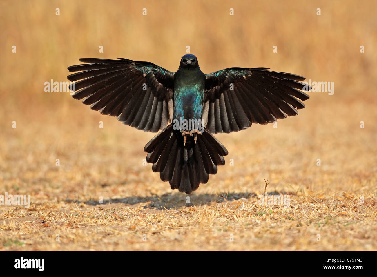 Flying Starling