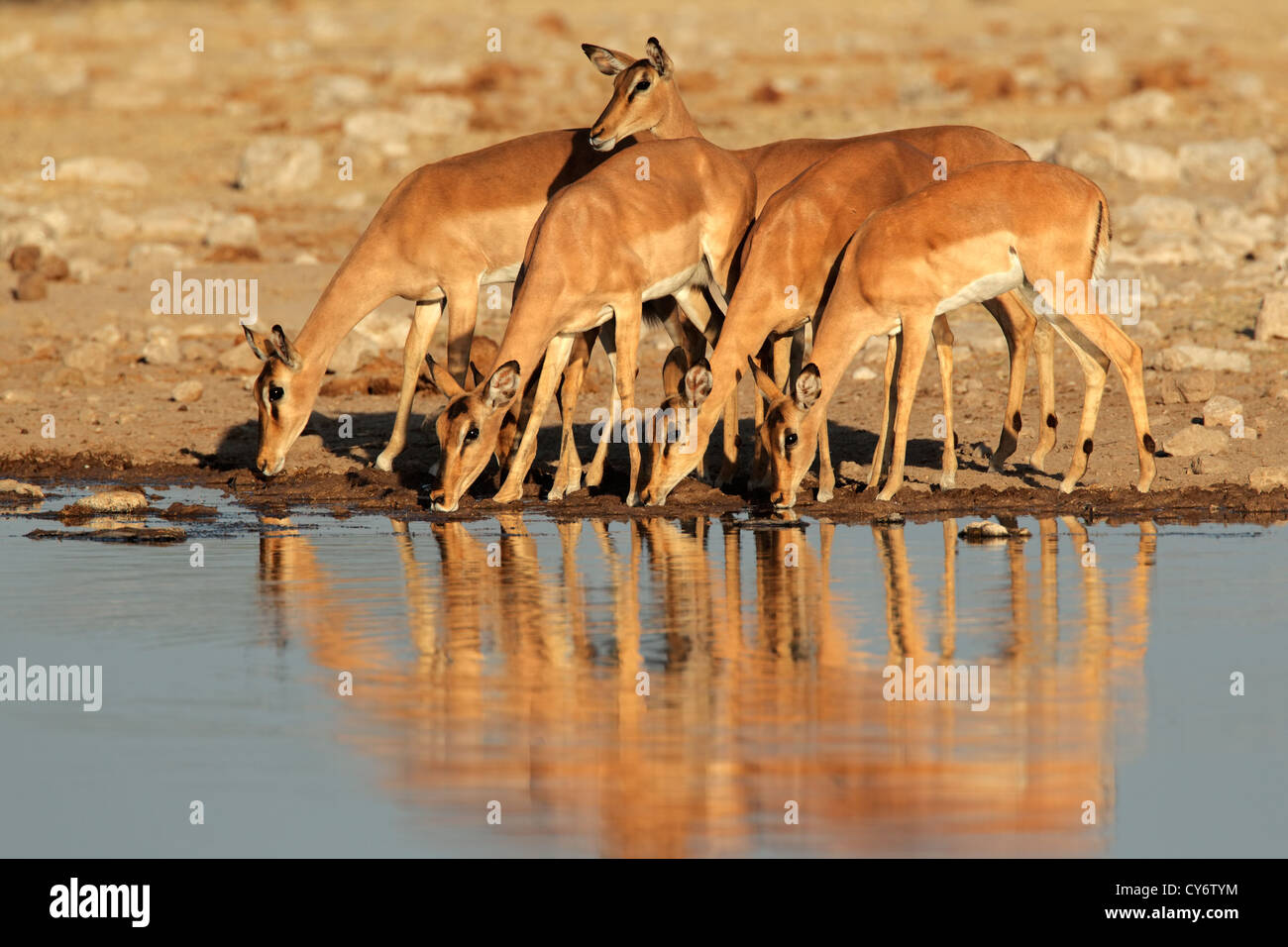 Impala antelopes (Aepyceros melampus) drinking at a waterhole, Etosha ...