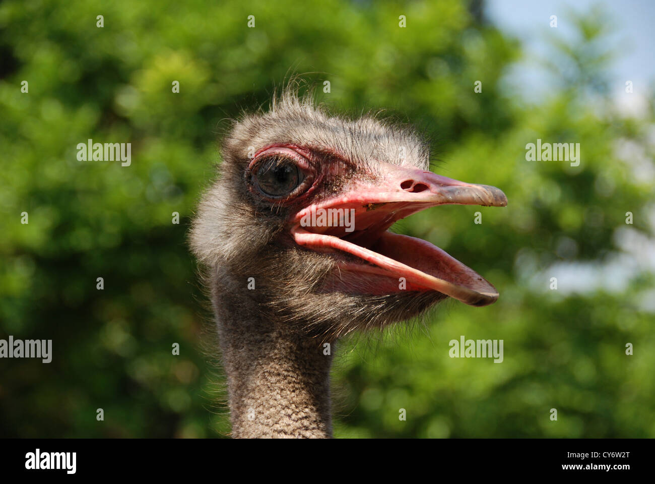 ostrich in the farms Stock Photo - Alamy