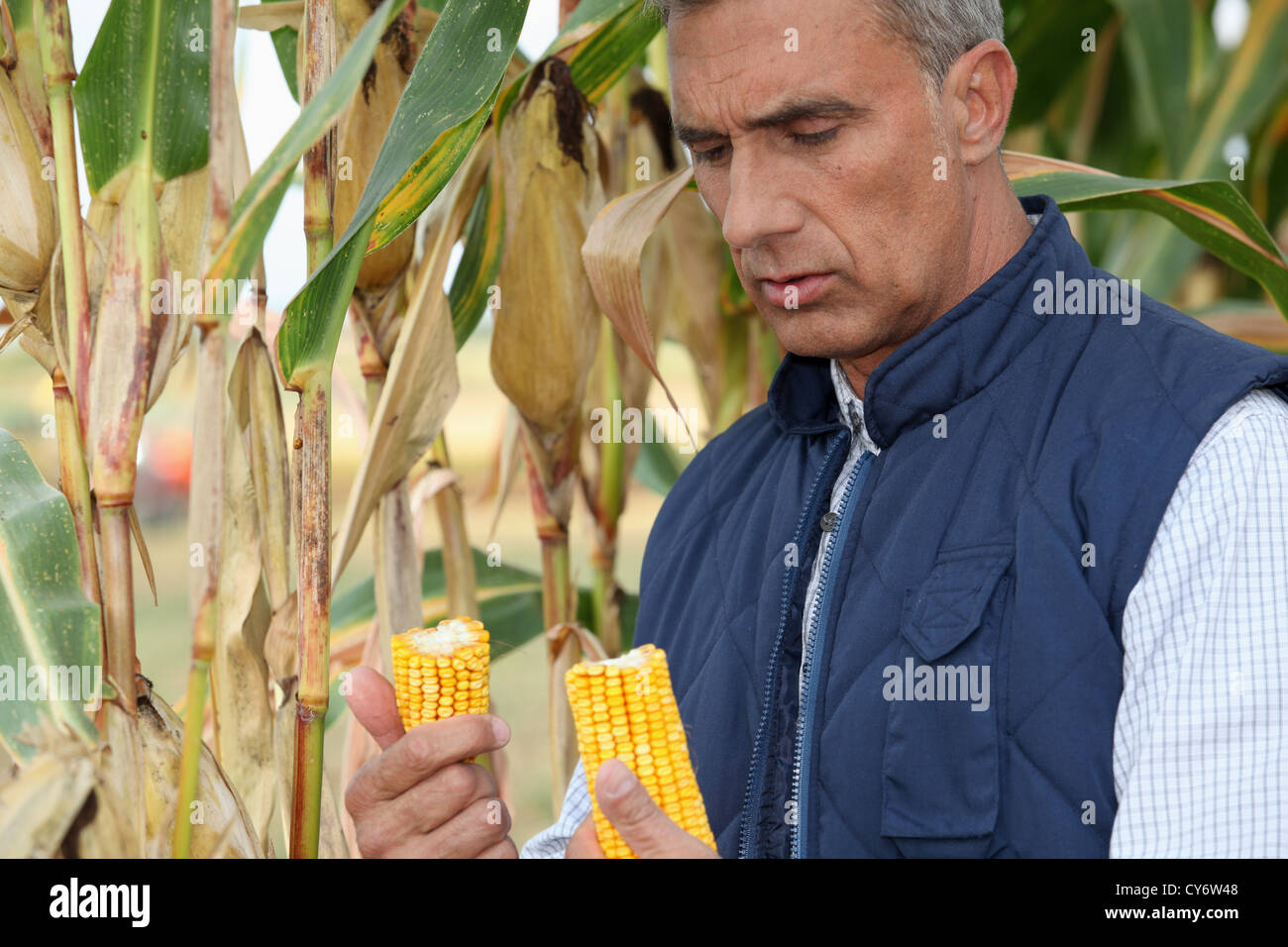 A corn farmer Stock Photo - Alamy