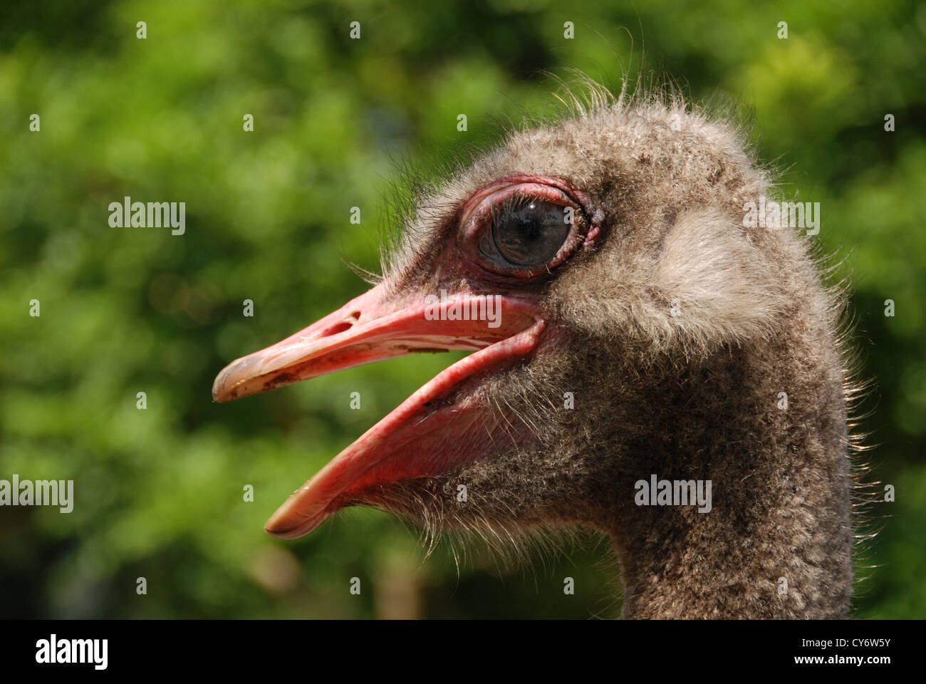 ostrich in the farms Stock Photo - Alamy