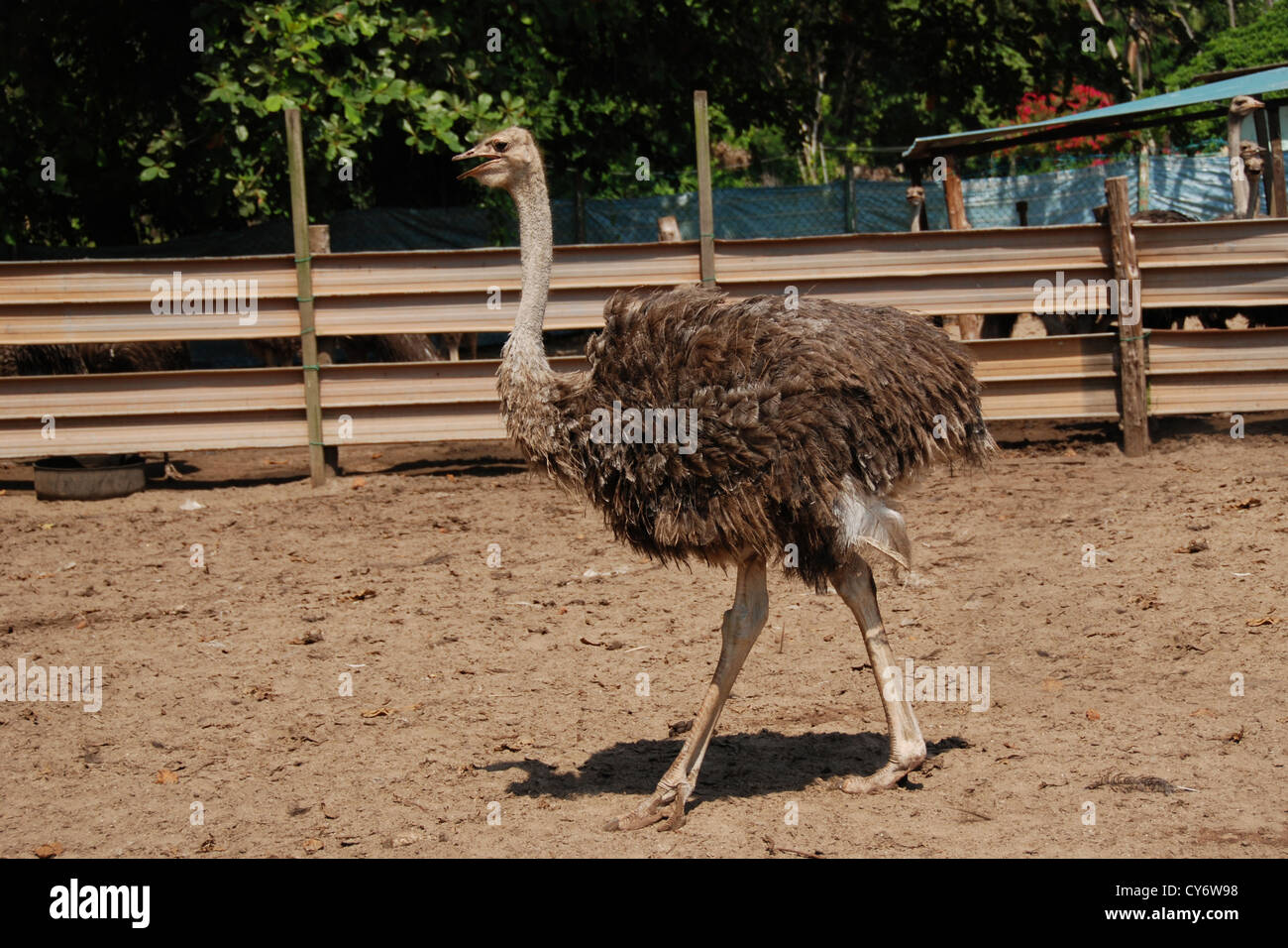 ostrich in the farms Stock Photo - Alamy