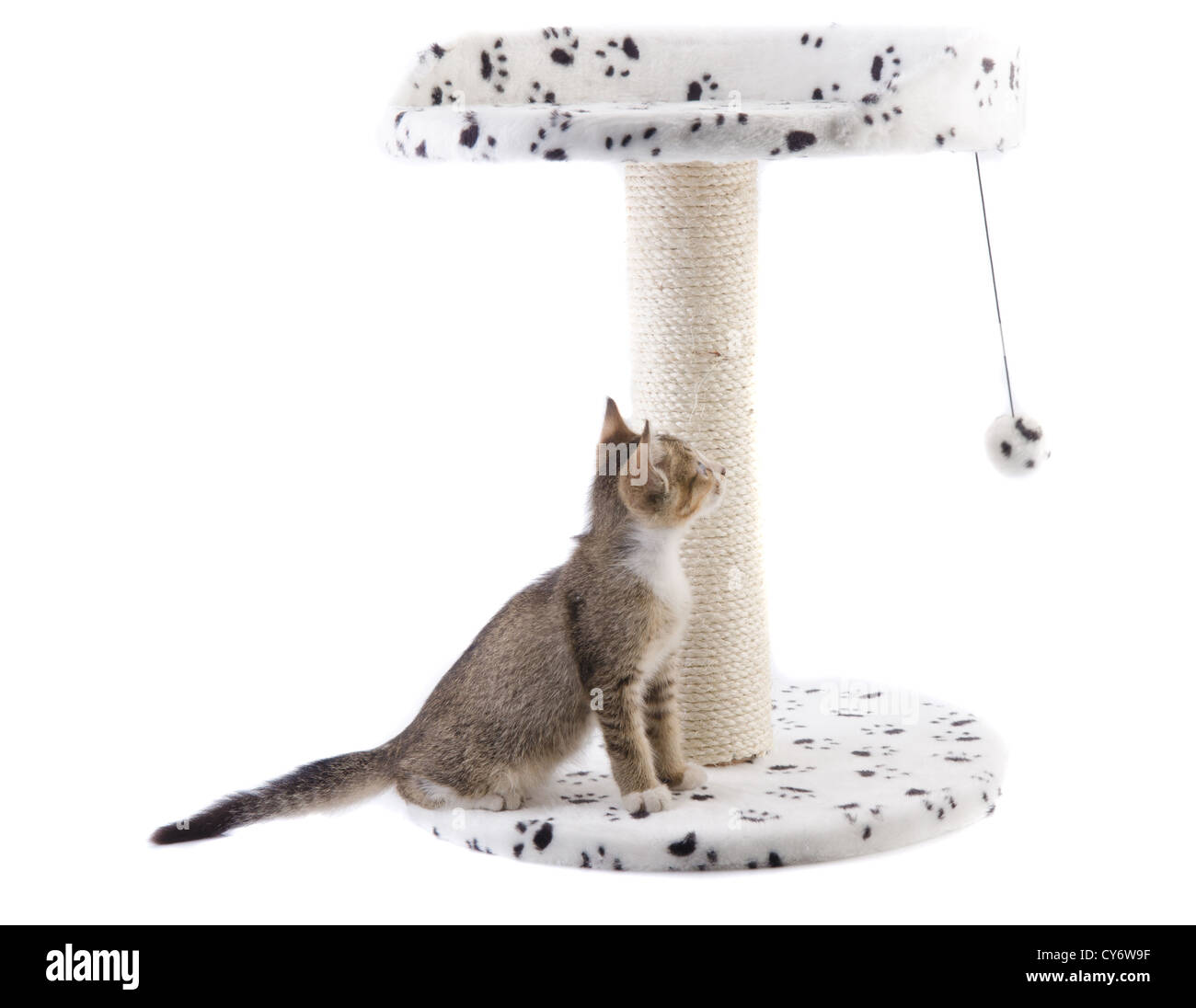 cat playing with toy house Stock Photo - Alamy