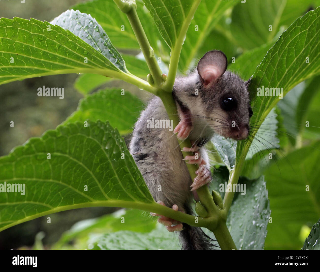 Mammal dormouse garden hi-res stock photography and images - Alamy