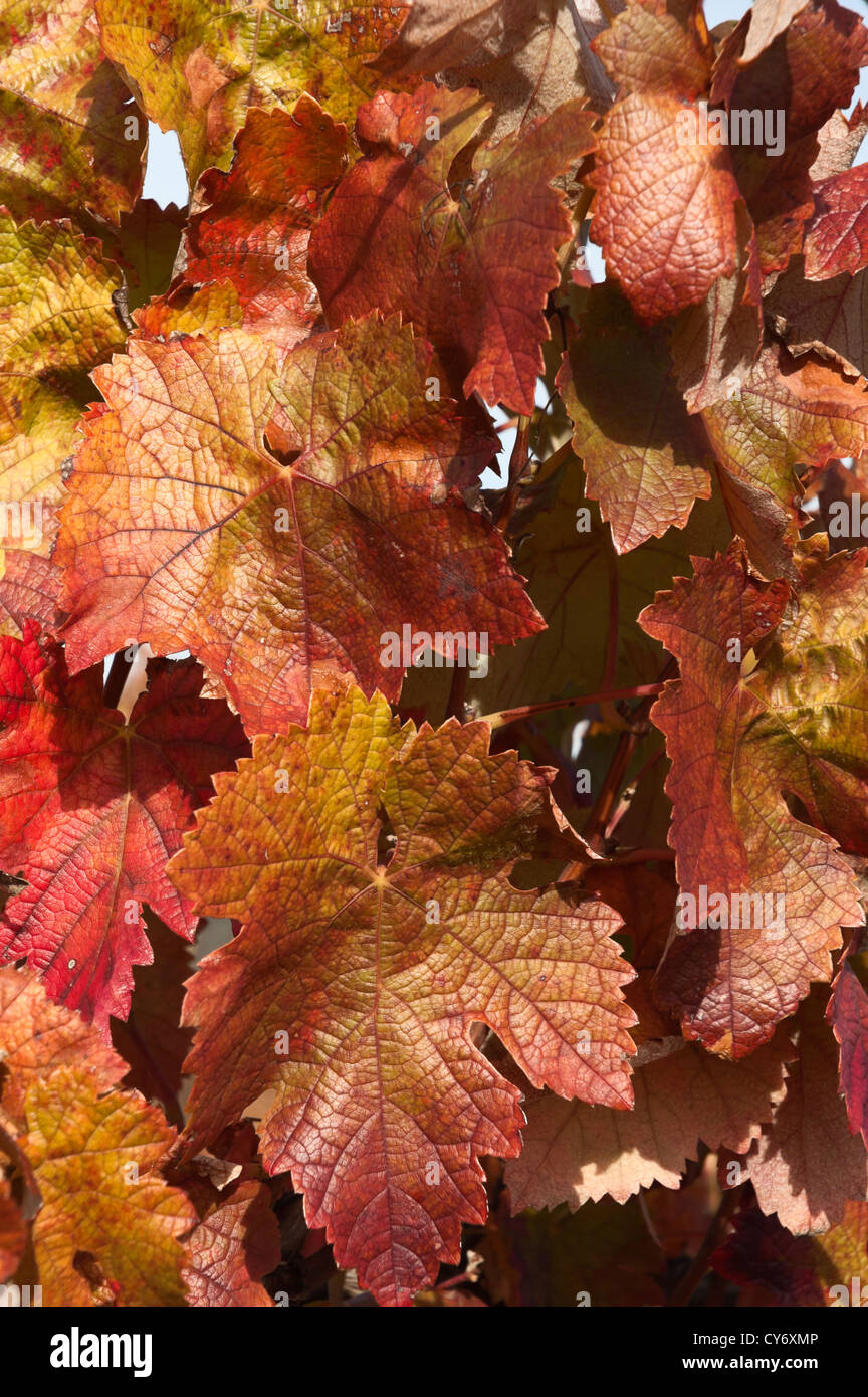 Reddish foliage of grapevines in the fall season Stock Photo - Alamy