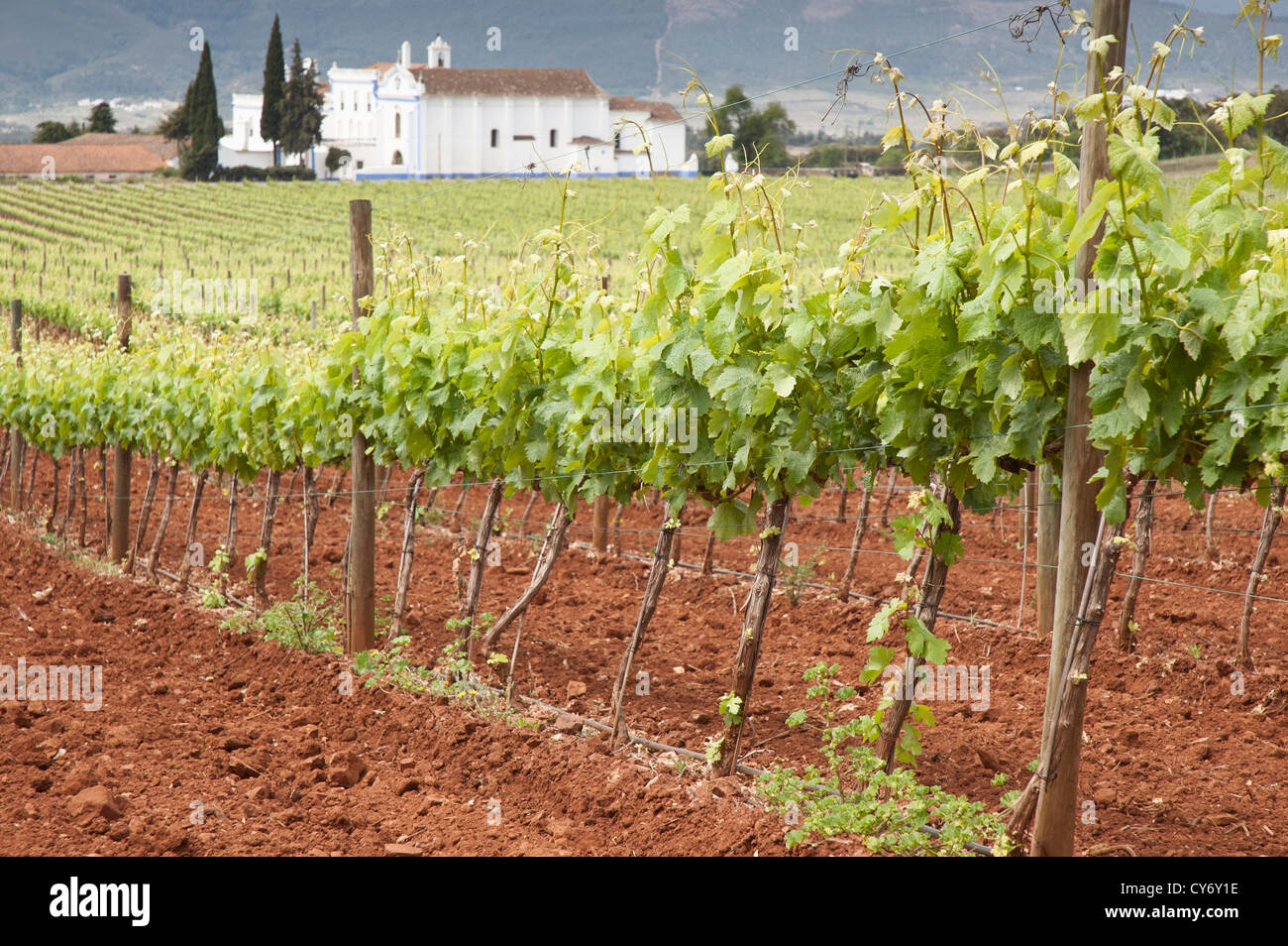 Vineyard in the fruit set season, Borba, Alentejo, Portugal Stock Photo ...
