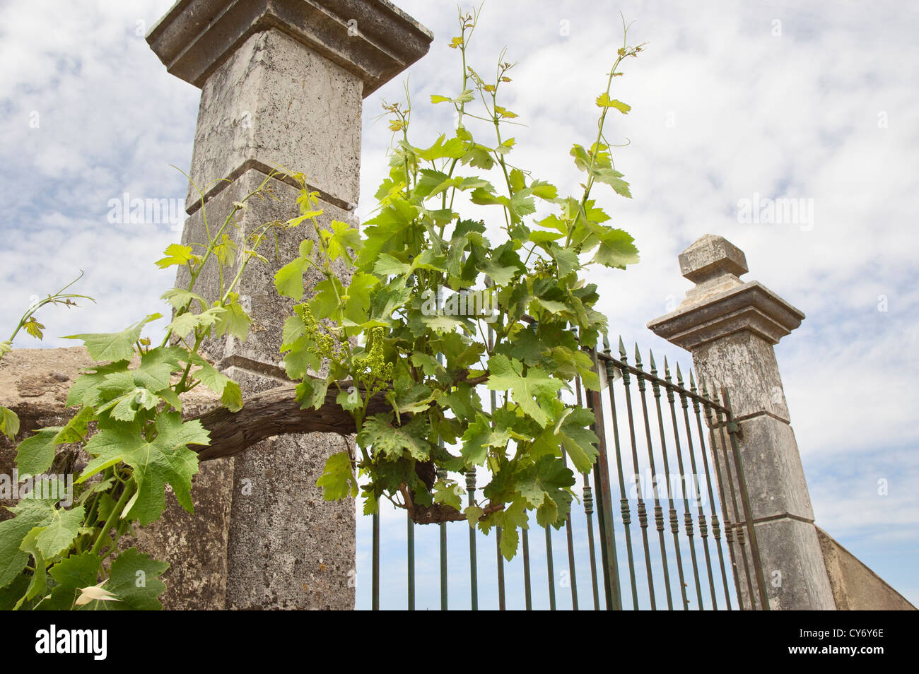 Grapevine near a traditional farm gate, Borba, Portugal Stock Photo - Alamy
