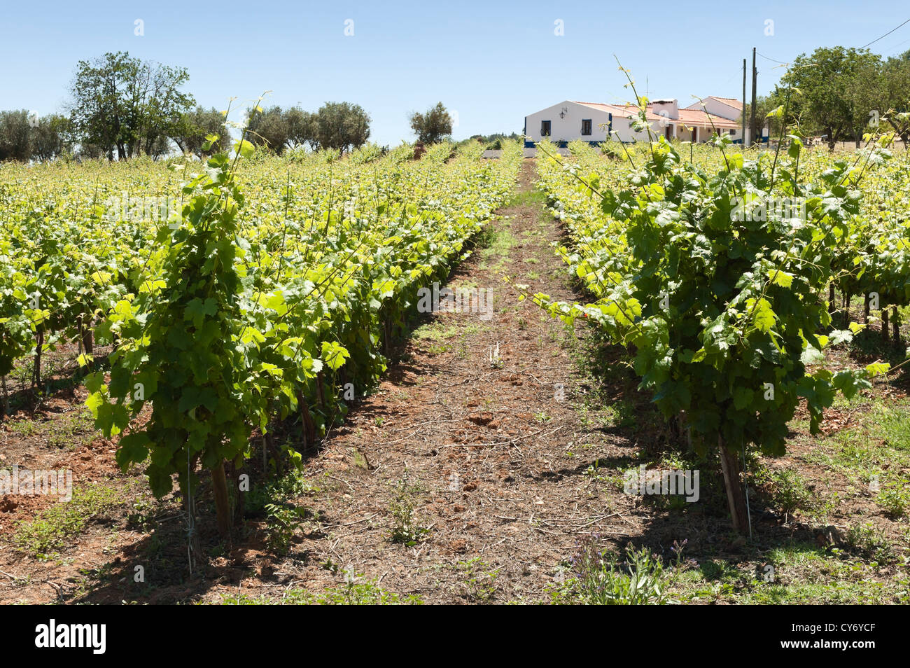 Vineyard in the fruit set season, Borba, Alentejo, Portugal Stock Photo ...