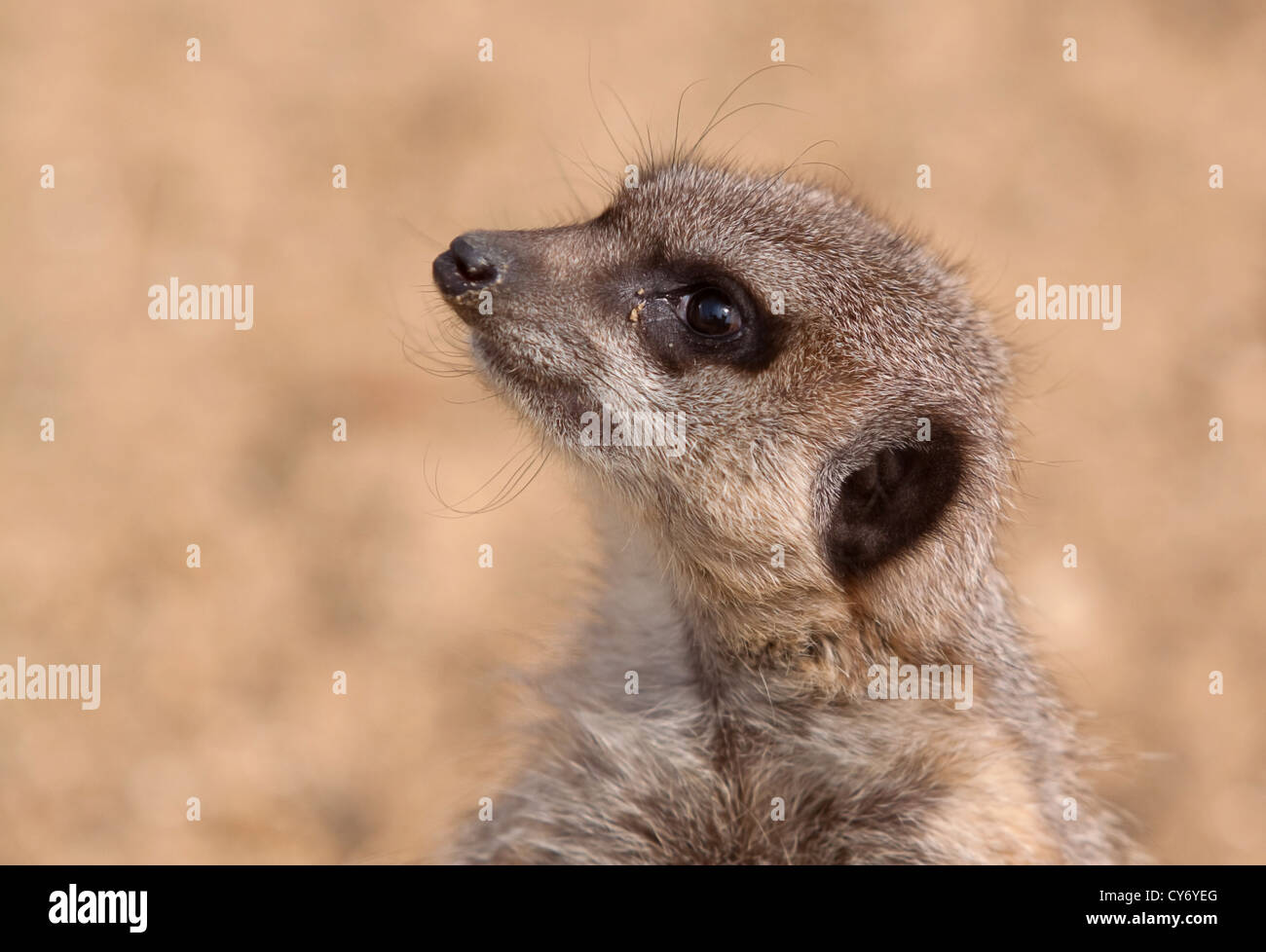 Meerkat looking back hi-res stock photography and images - Alamy