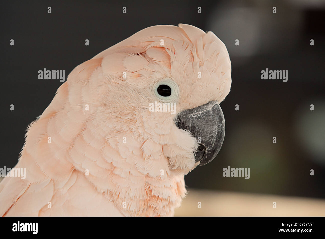 Pink parrot hi-res stock photography and images - Alamy